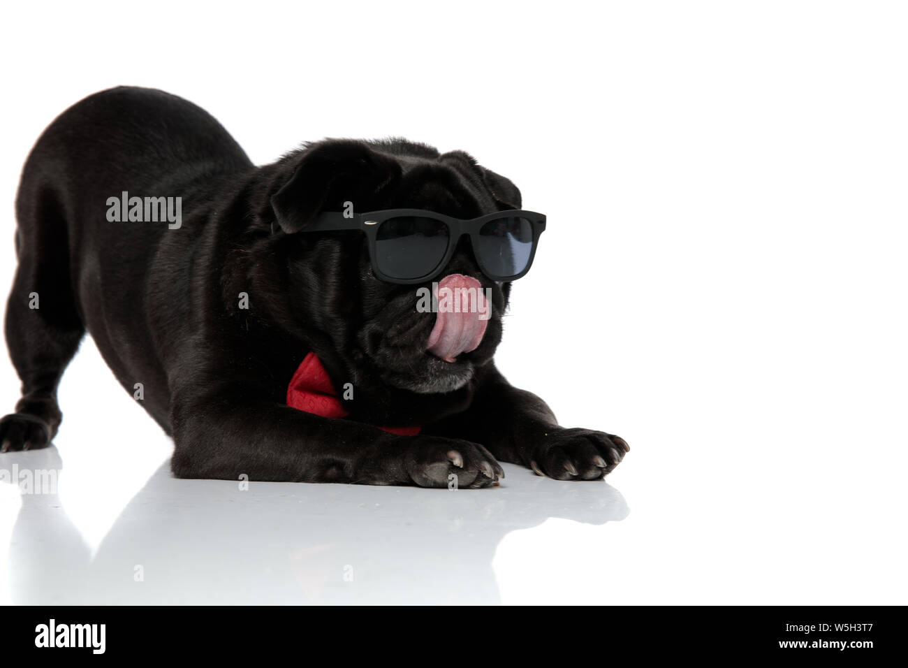 Lovely pug stretching and licking his nose while looking sideways and ...