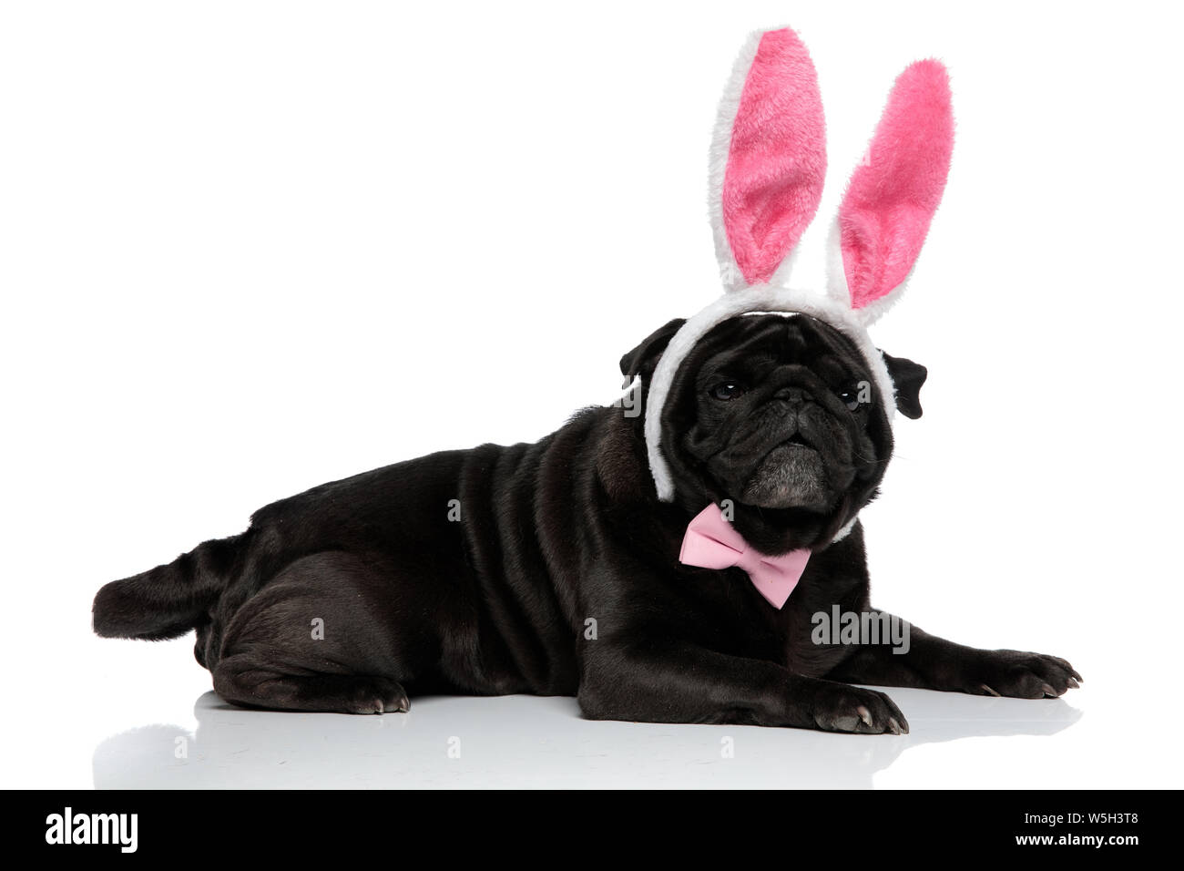 Side view of a relaxed pug looking to the camera with its mouth opened ...