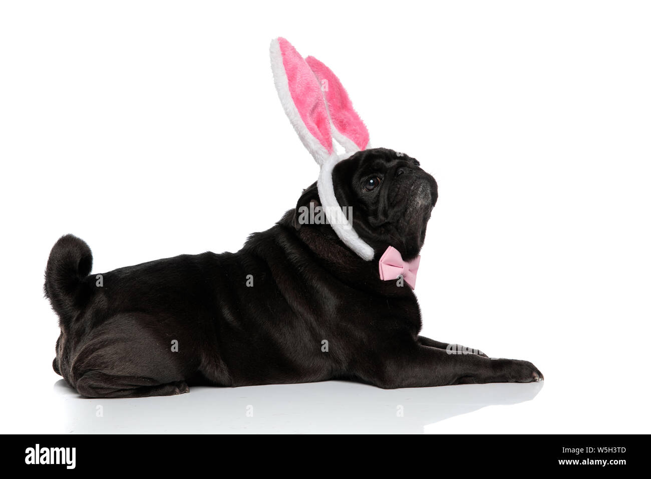 Cute pug looking upwards with its mouth closed while wearing a pink ...