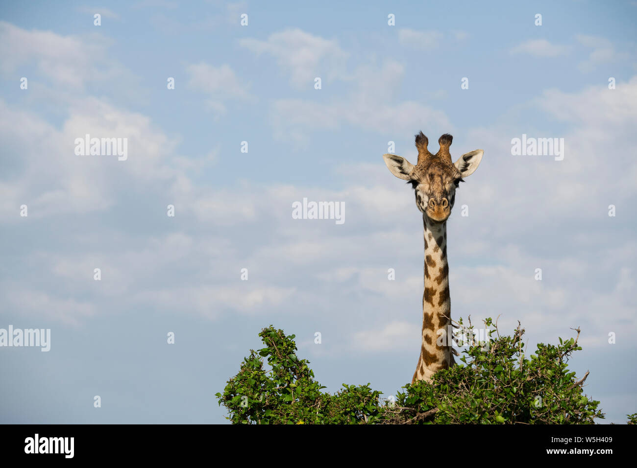 Giraffe behind a tree on the Maasai Mara, Kenya, East Africa, Africa ...