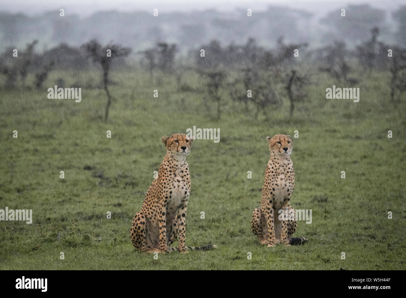 Two cheetahs sitting in the rain before a hunt in the Maasai Mara ...