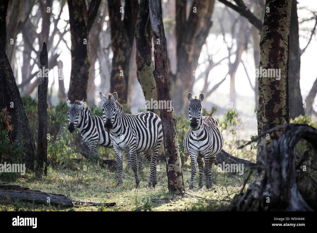 Zebras in early morning. Crescent Island Game Sanctuary, Lake Naivasha ...