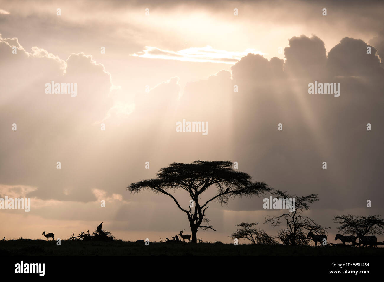 Impala and zebras on a ridge during a storm at sunset in the Maasai ...