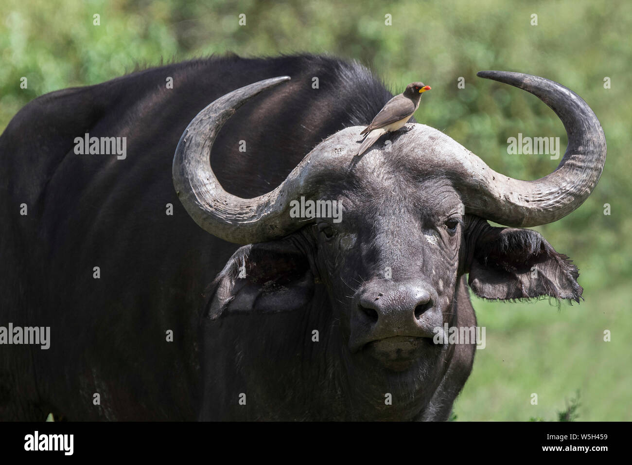 Oxpecker sitting on the forehead of an African Cape Buffalo in the ...