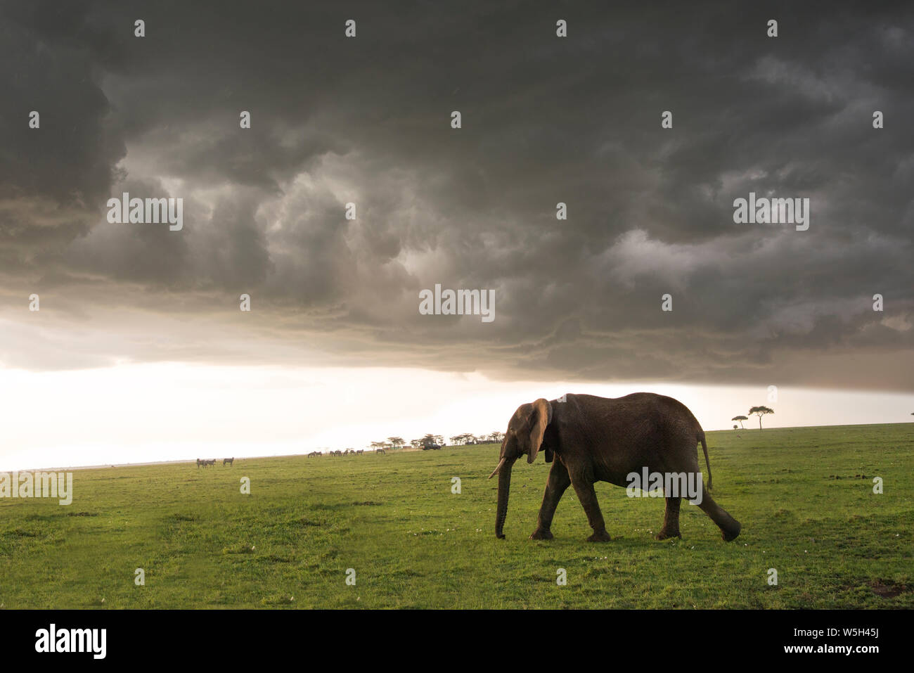 Elephant in a thunderstorm on the Maasai Mara, Kenya, East Africa ...