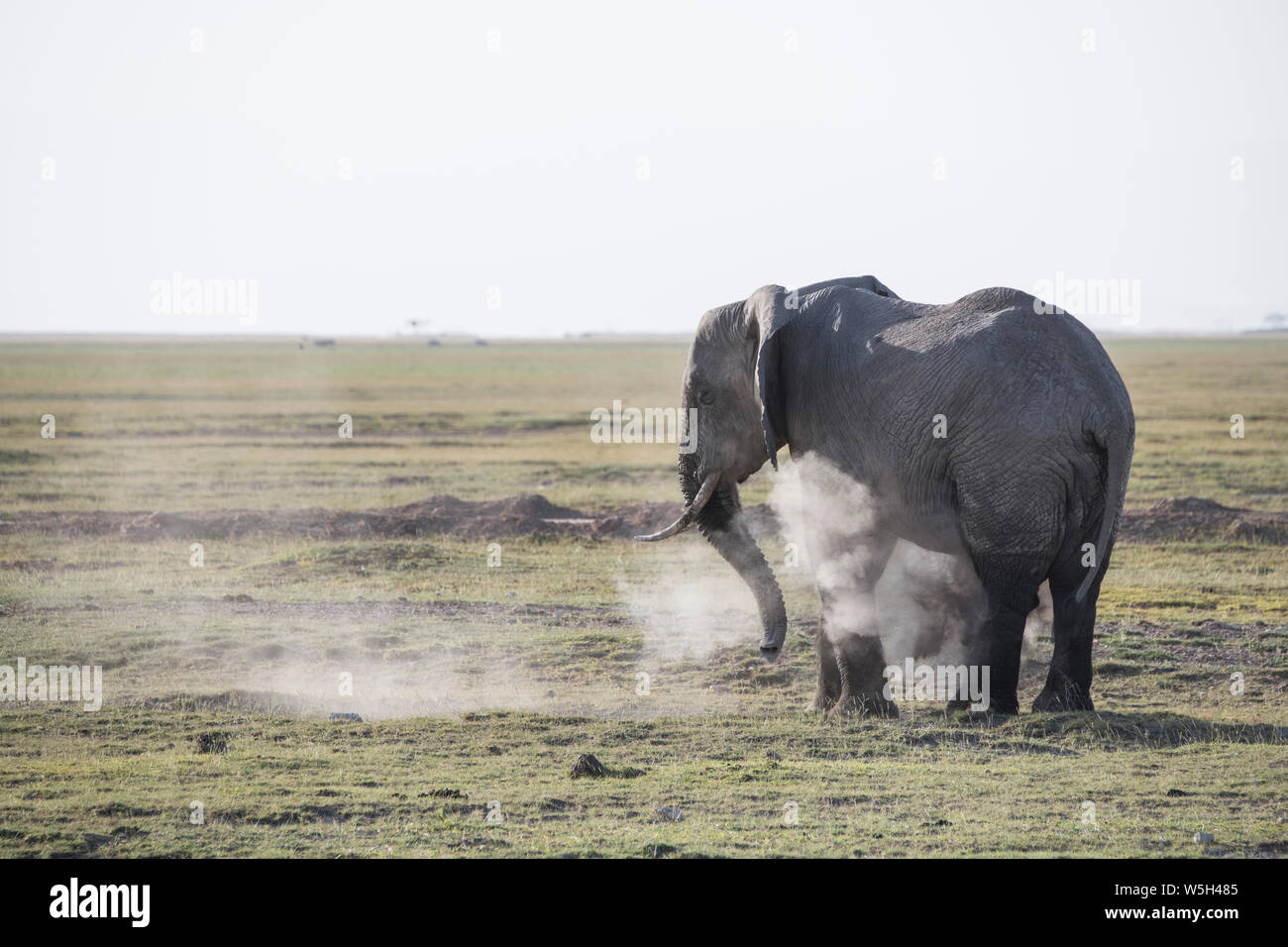 Elephant spraying itself hi-res stock photography and images - Alamy