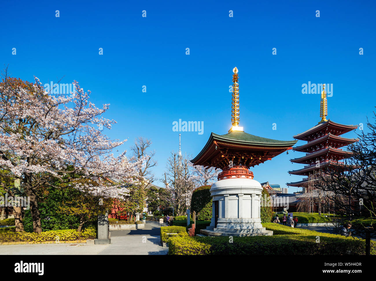 Sensoji temple cherry blossom hi-res stock photography and images - Alamy
