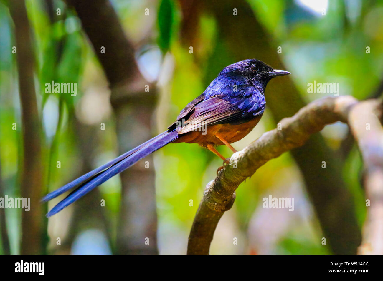 Shama Bird High Resolution Stock Photography and Images - Alamy