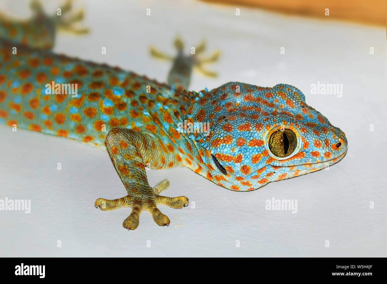 Largest gecko hi-res stock photography and images - Alamy