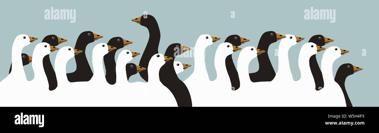 One goose standing out from the crowd going in opposite direction Stock ...