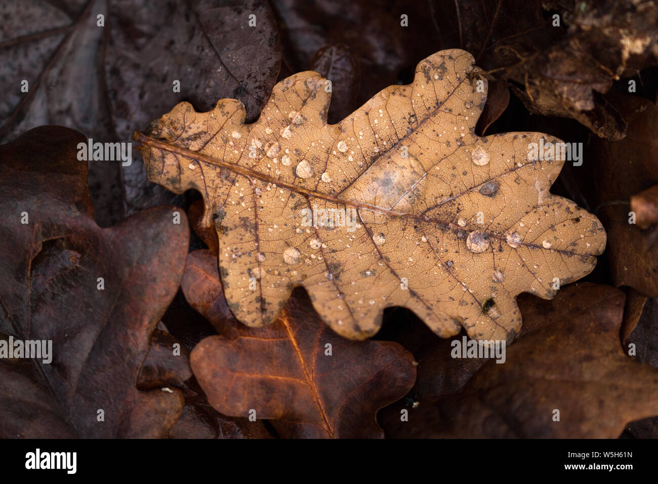 Single brown fallen oak leaf in amongst other leaves, with raindrops on ...