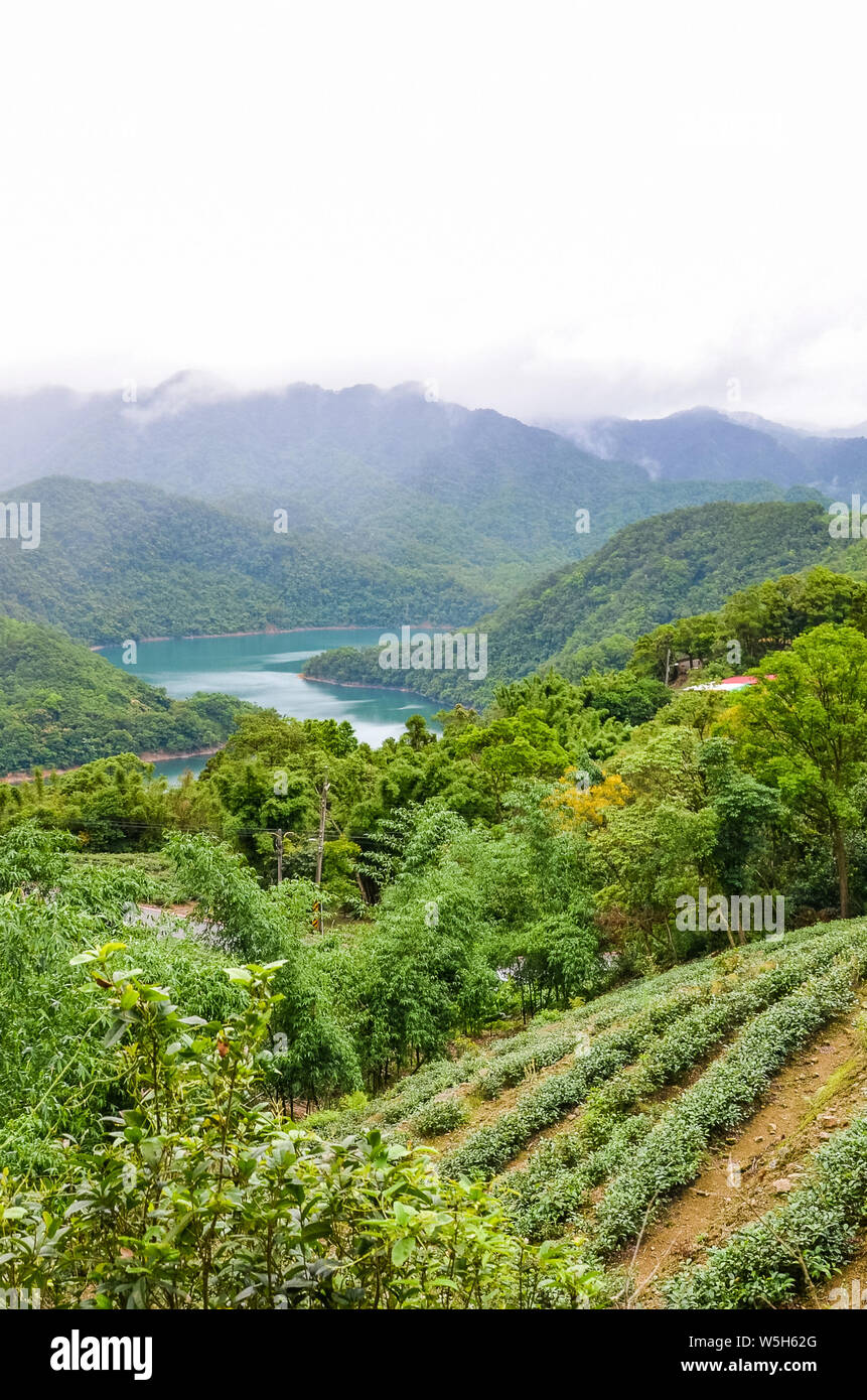 Vertical picture of tea plantation on slope by Thousand Island Lake ...