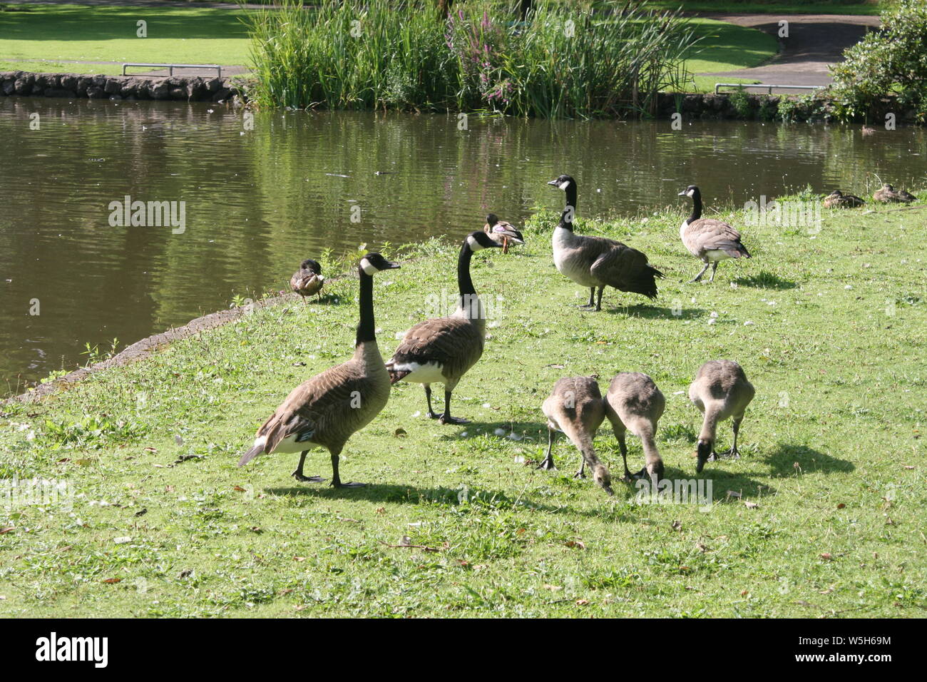 Longton park geese hi-res stock photography and images - Alamy