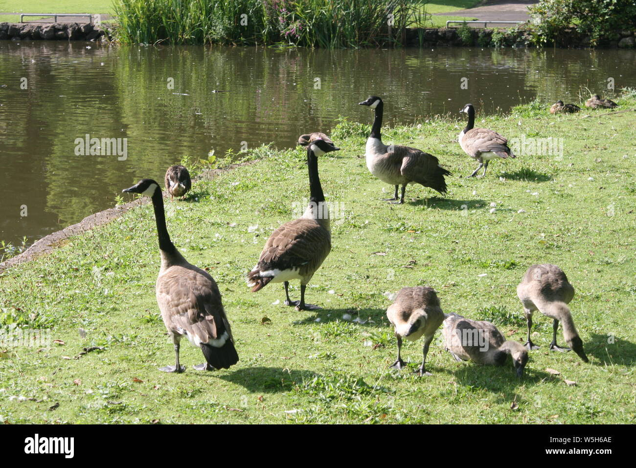 group of Canada Geese hunting for food in Queen's Park, Longton, Stoke ...