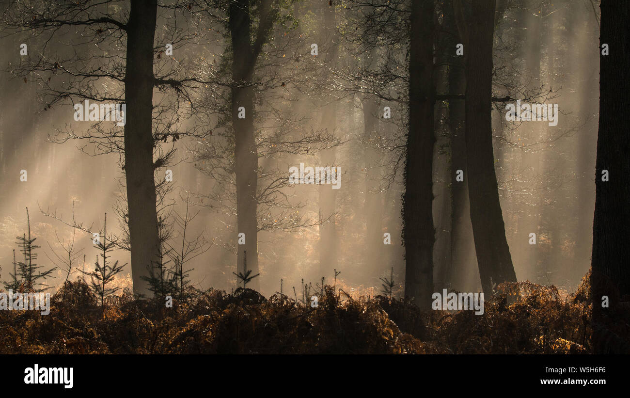 Mist with rays of sunlight in a forest Stock Photo - Alamy