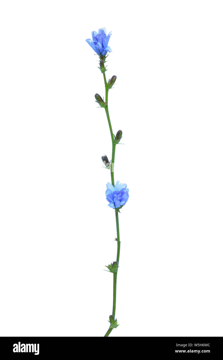 Cichorium flower isolated on a white background Stock Photo - Alamy