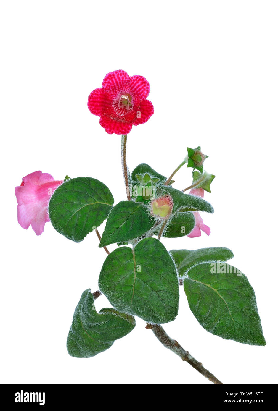 Gesneriaceae hi-res stock photography and images - Alamy