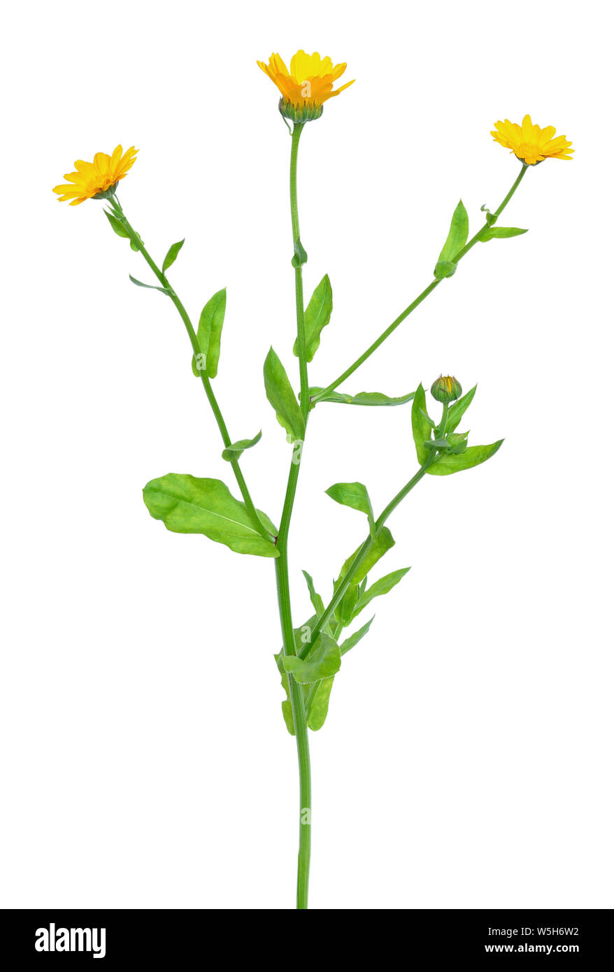 Calendula flower isolated on white background Stock Photo - Alamy