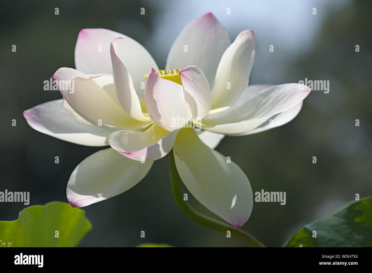 closeup of fully bloomed Lotus flower shallow depth of field background ...