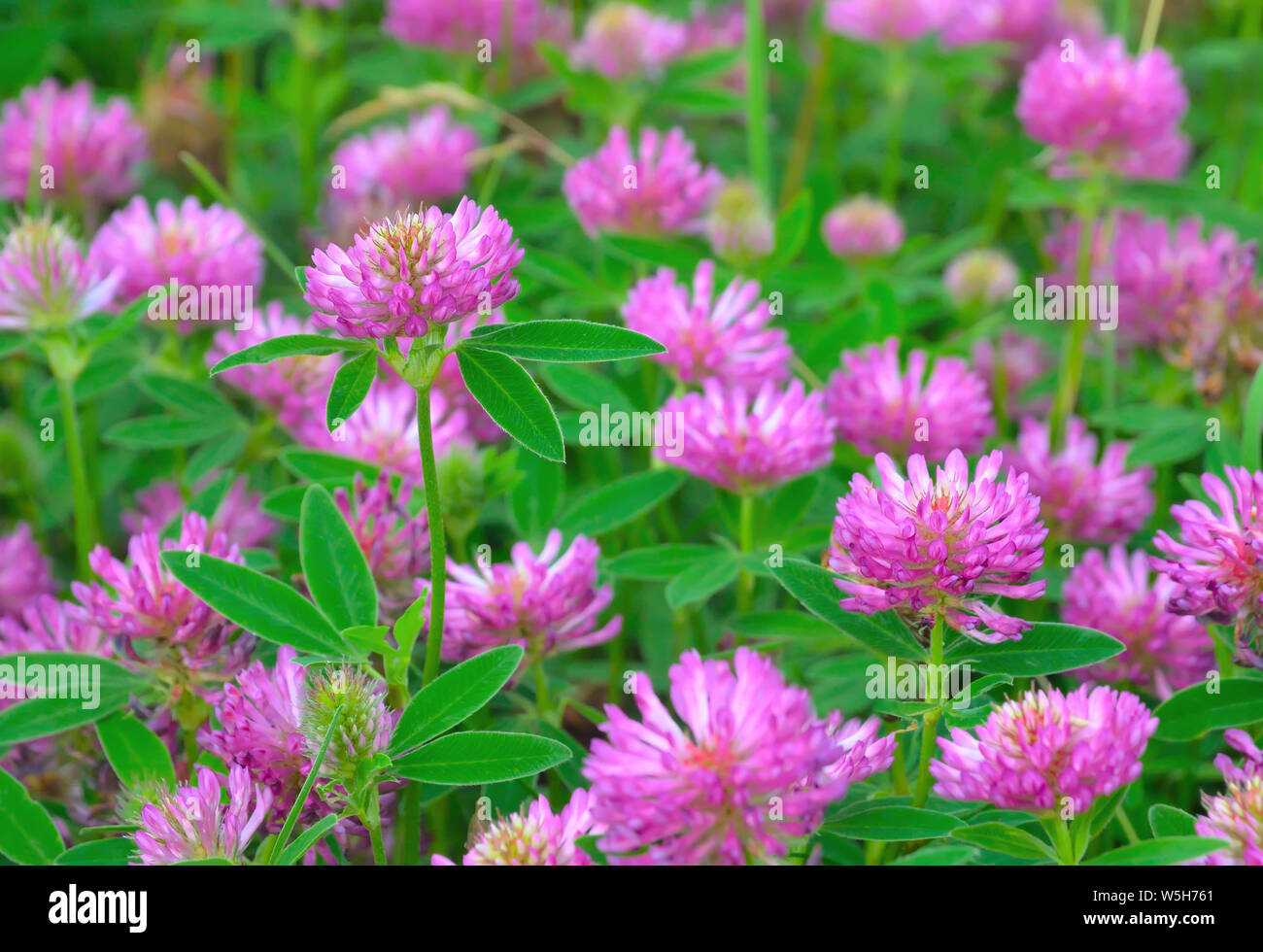 Pink clover flowers hi-res stock photography and images - Alamy