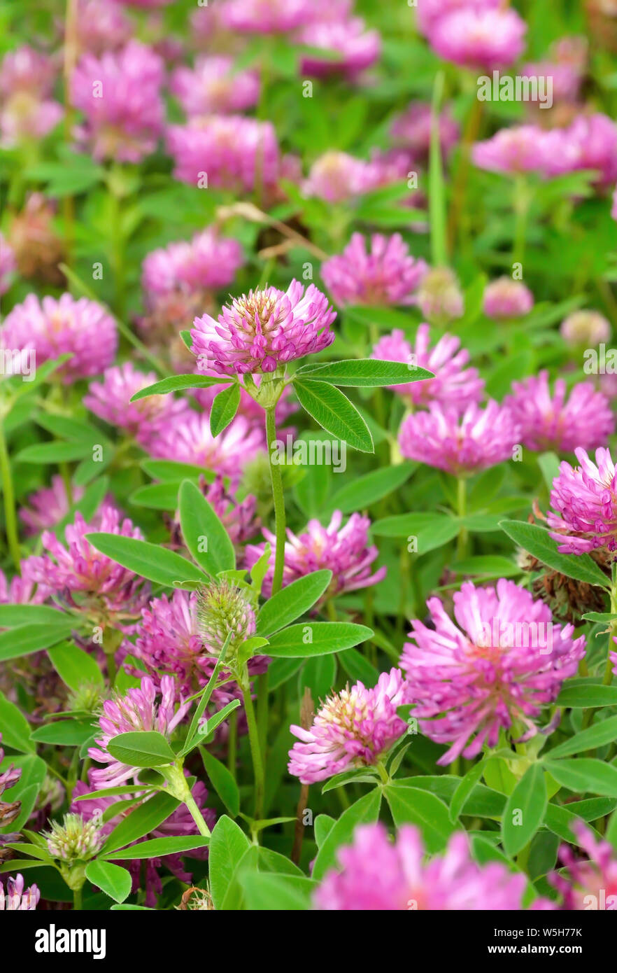 Pink clover flowers hi-res stock photography and images - Alamy