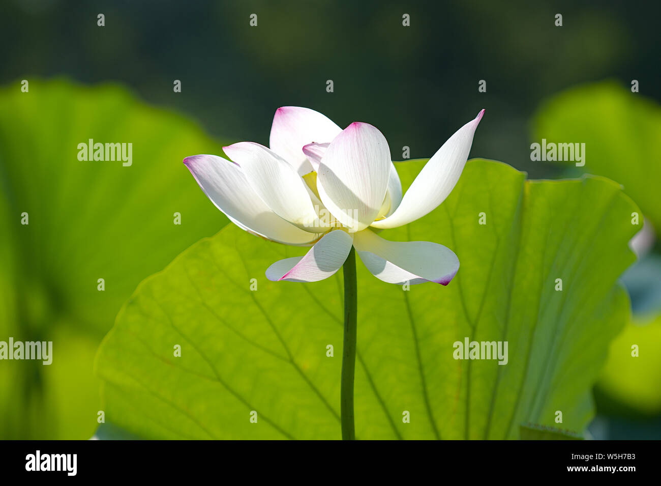 closeup of fully bloomed Lotus flower with large leaves as background ...