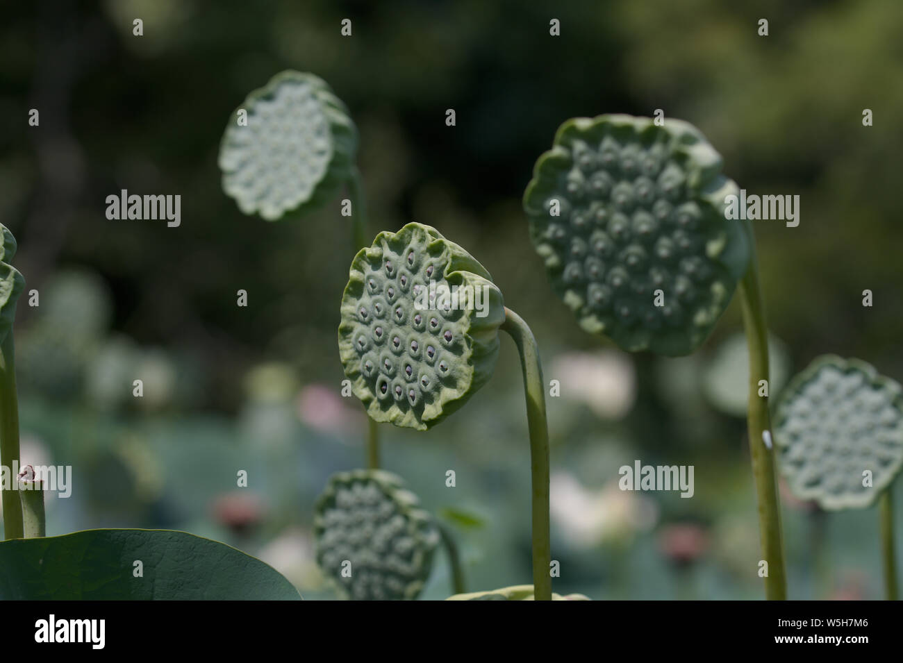 Seed head indian lotus hi-res stock photography and images - Alamy