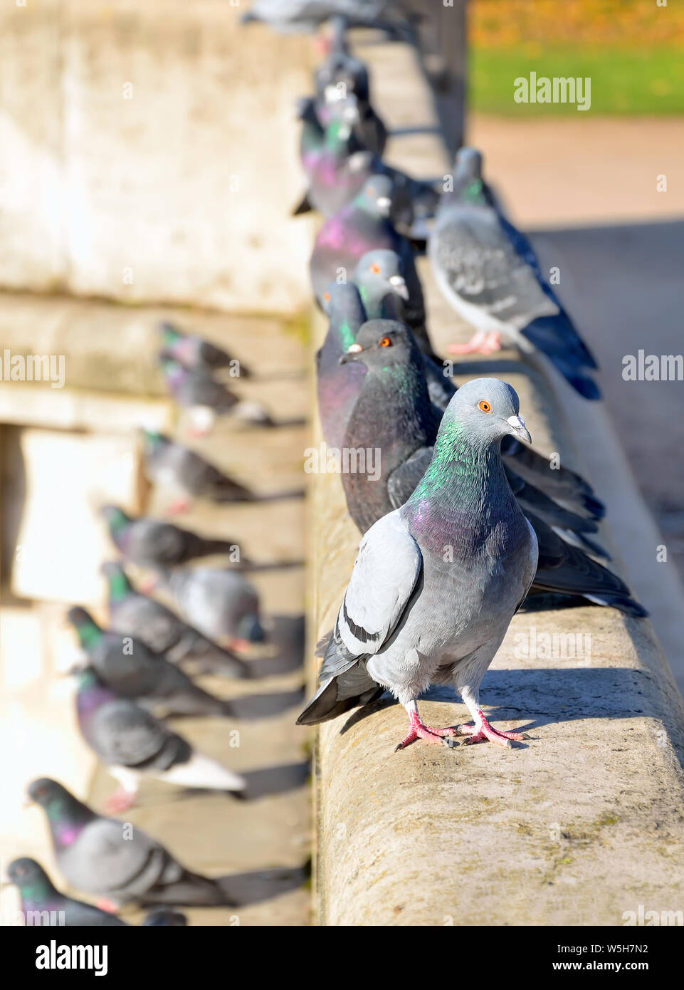 Grey doves hi-res stock photography and images - Alamy