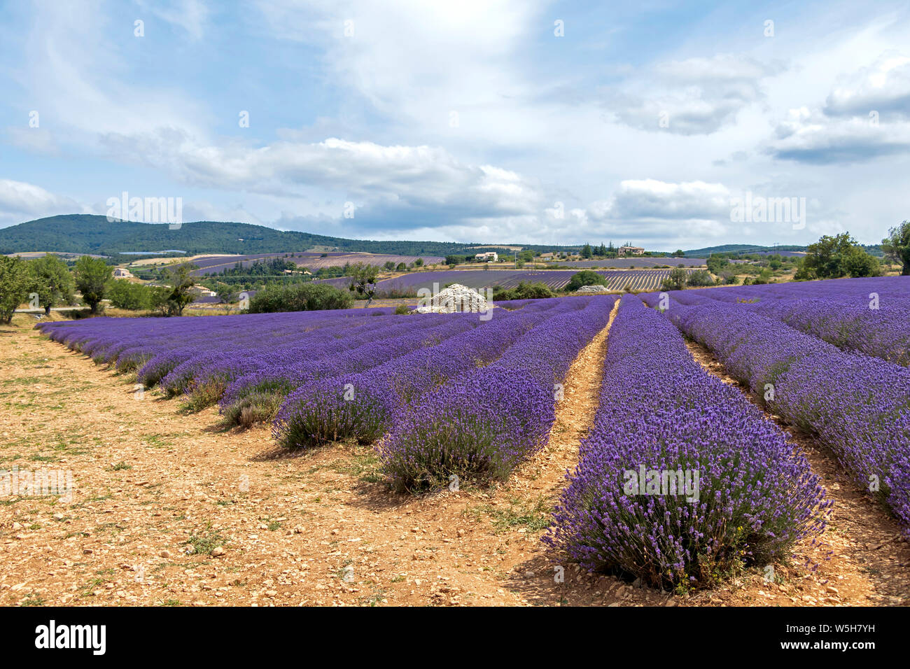 Lavender fields at mountainous, late-blooming location. One of the ...
