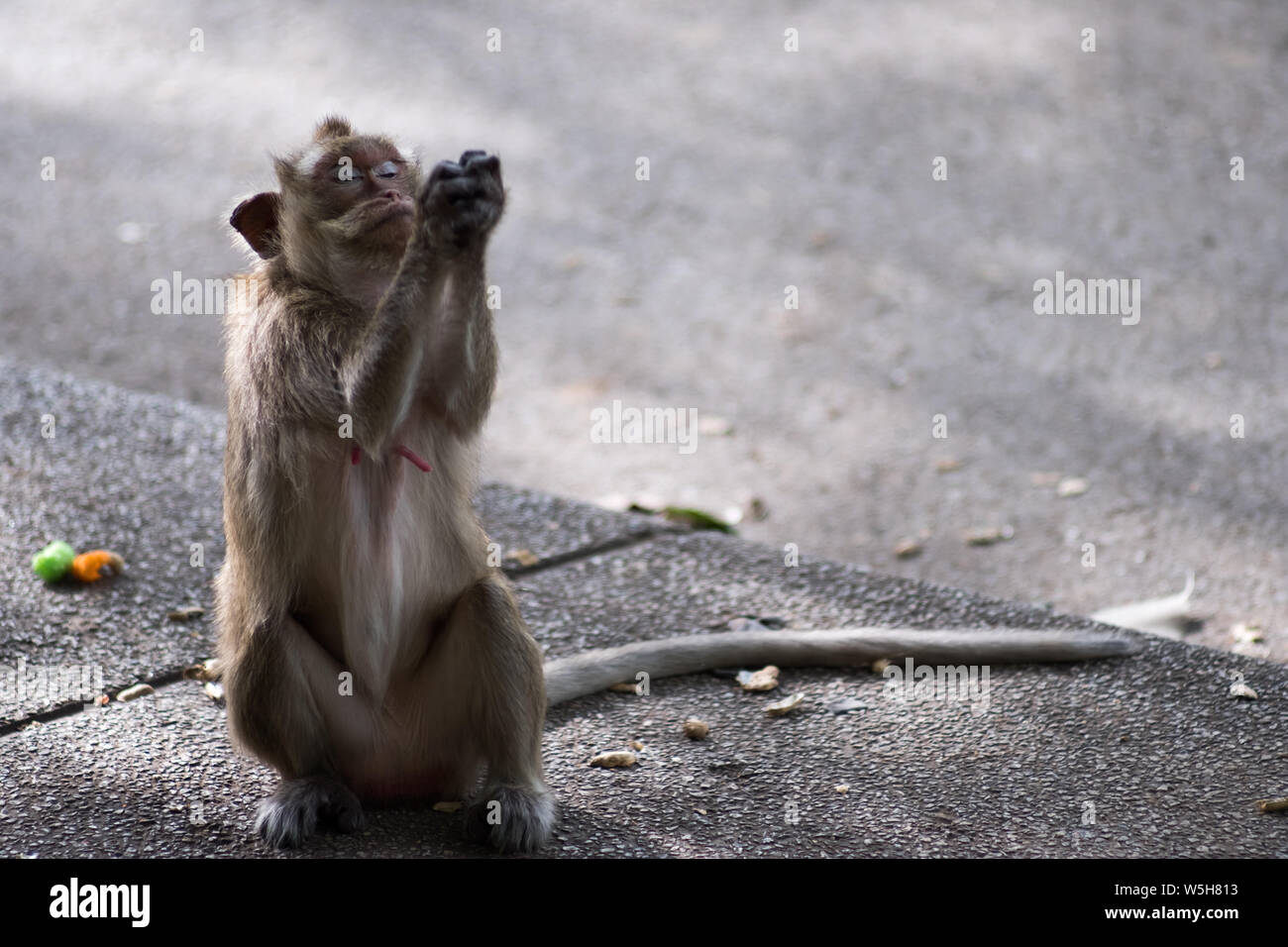 Real life of monkey in forest hi-res stock photography and images - Alamy
