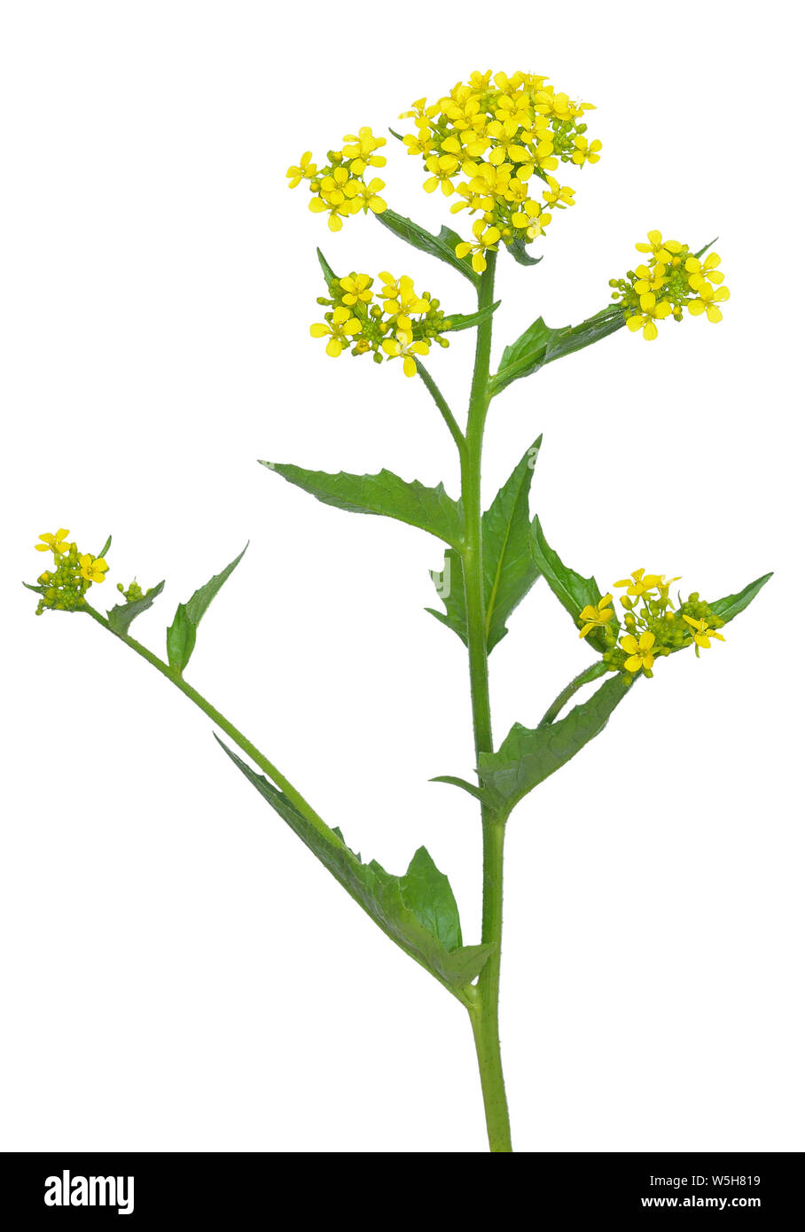 Rapeseed plant hi-res stock photography and images - Alamy