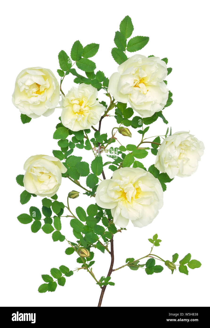 White wild rose branch isolated on white background Stock Photo - Alamy