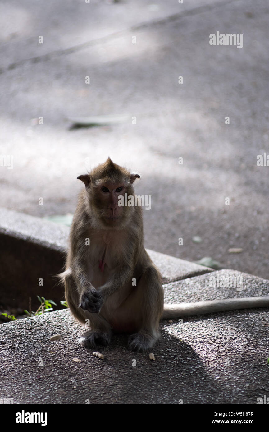 Real life of monkey in forest hi-res stock photography and images - Alamy