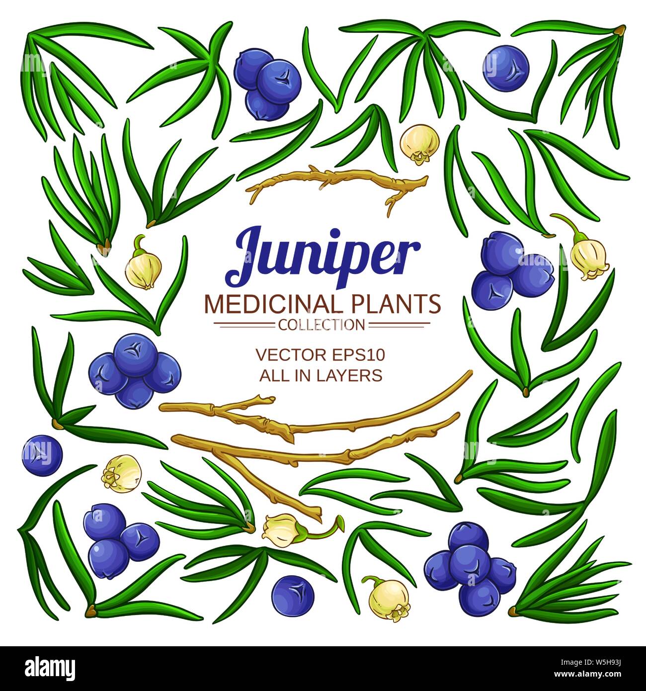 juniper elements set on white background Stock Vector Image & Art - Alamy