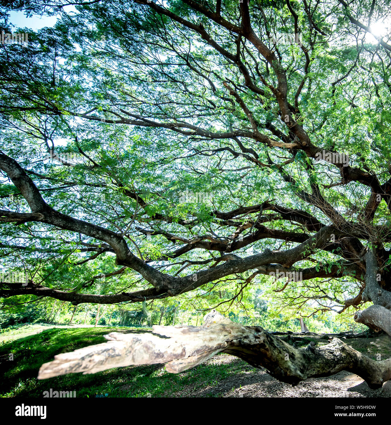 Large Samanea saman tree with branch in Kanchanaburi, Thailand Stock ...
