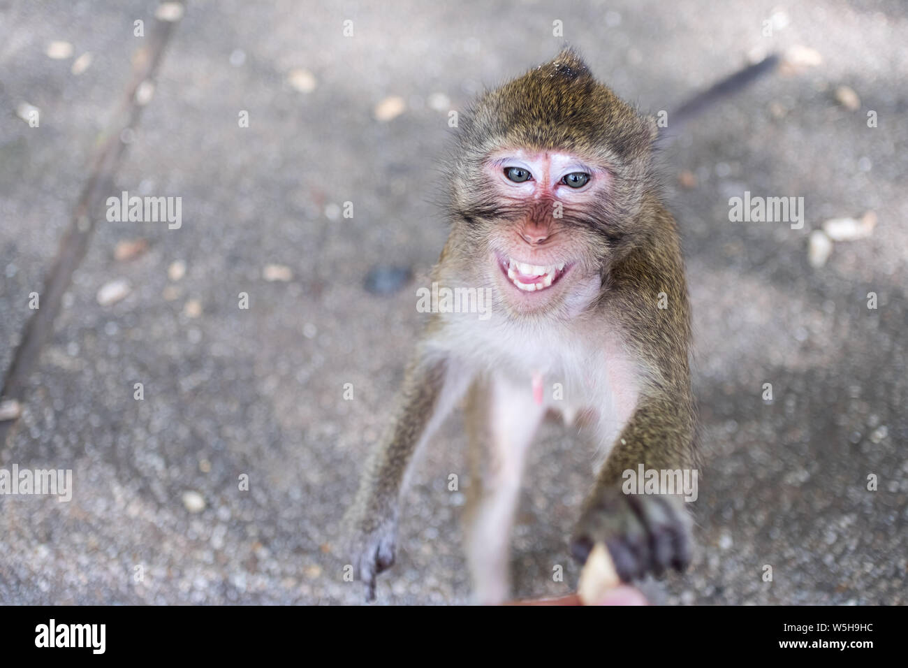 Monkey in real life hi-res stock photography and images - Alamy