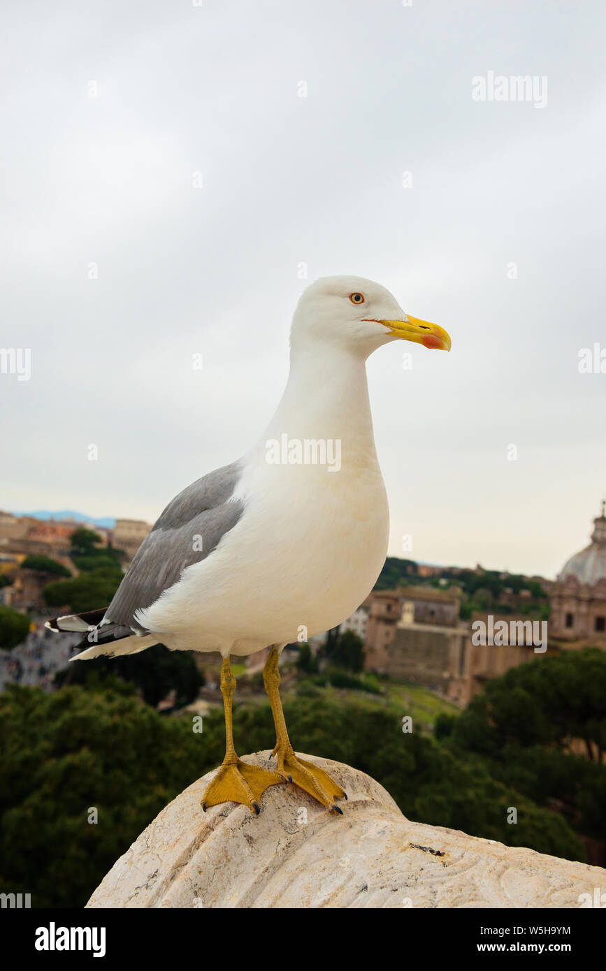 Portrait seagull on city hi-res stock photography and images - Alamy