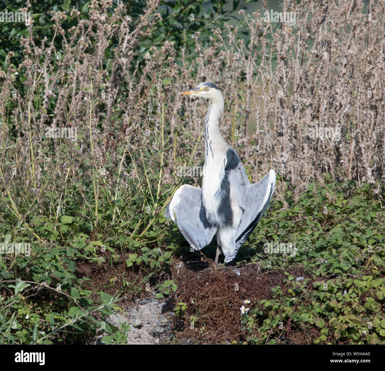 Basking birds hi-res stock photography and images - Alamy