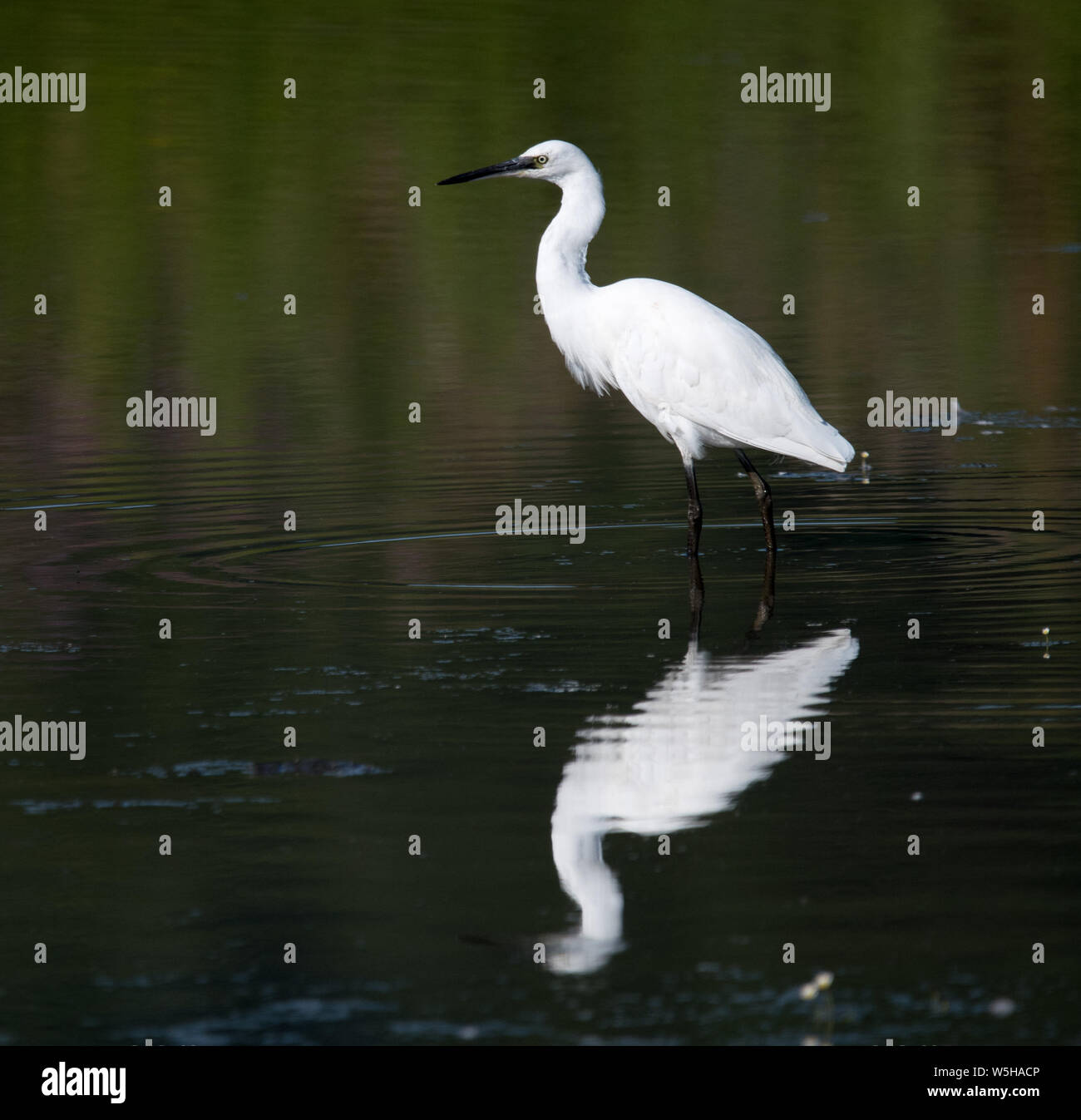 Little Egret (Egretta Garzetta Stock Photo - Alamy