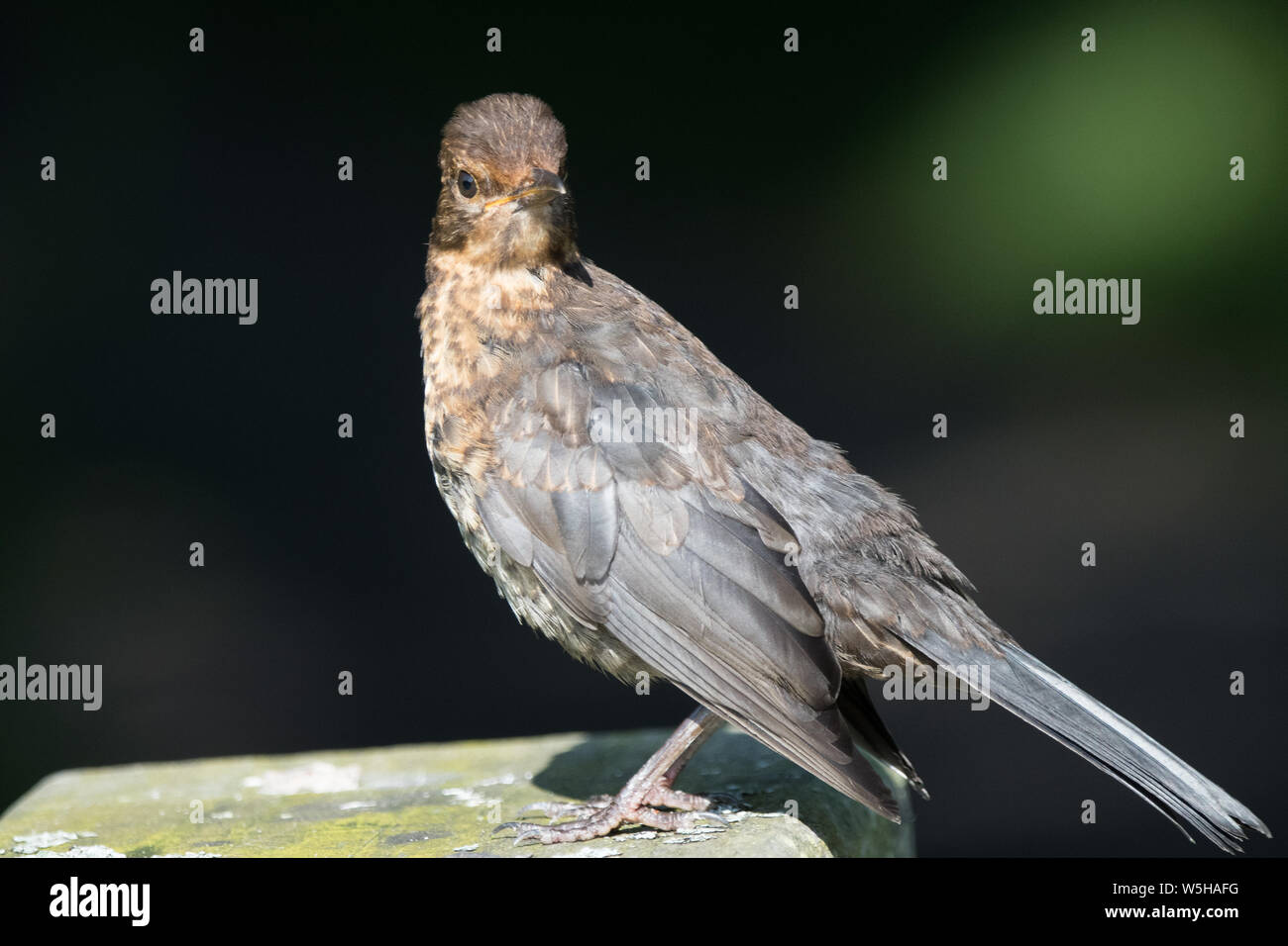 Juvenile Black Bird (Turdus merula Stock Photo - Alamy