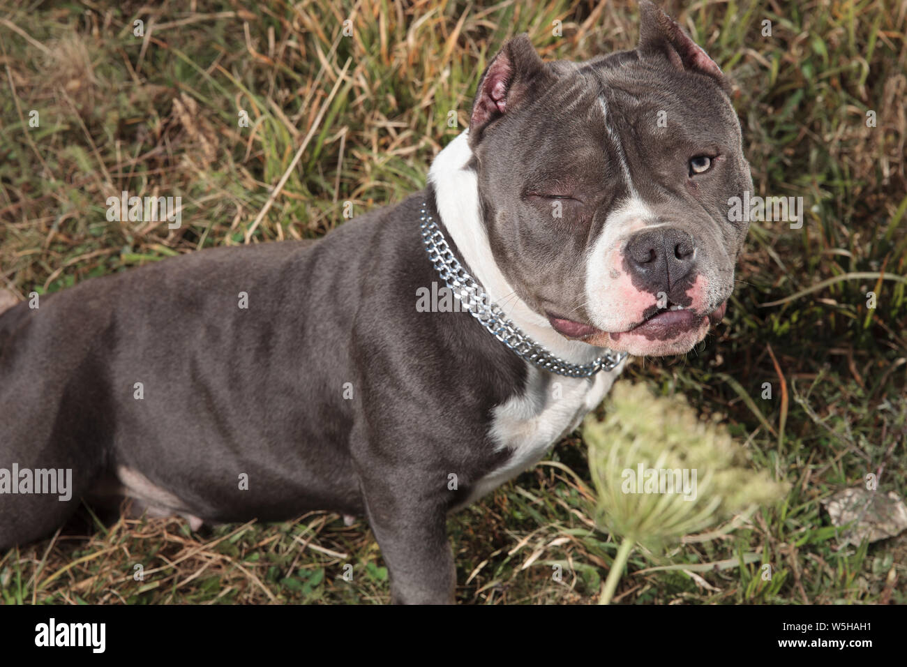 Adorable American Bully winking and looking to the camera while sitting ...