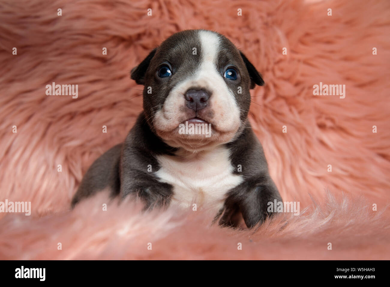 Cute Amstaff puppy sits with its mouth closed while looking upwards on ...