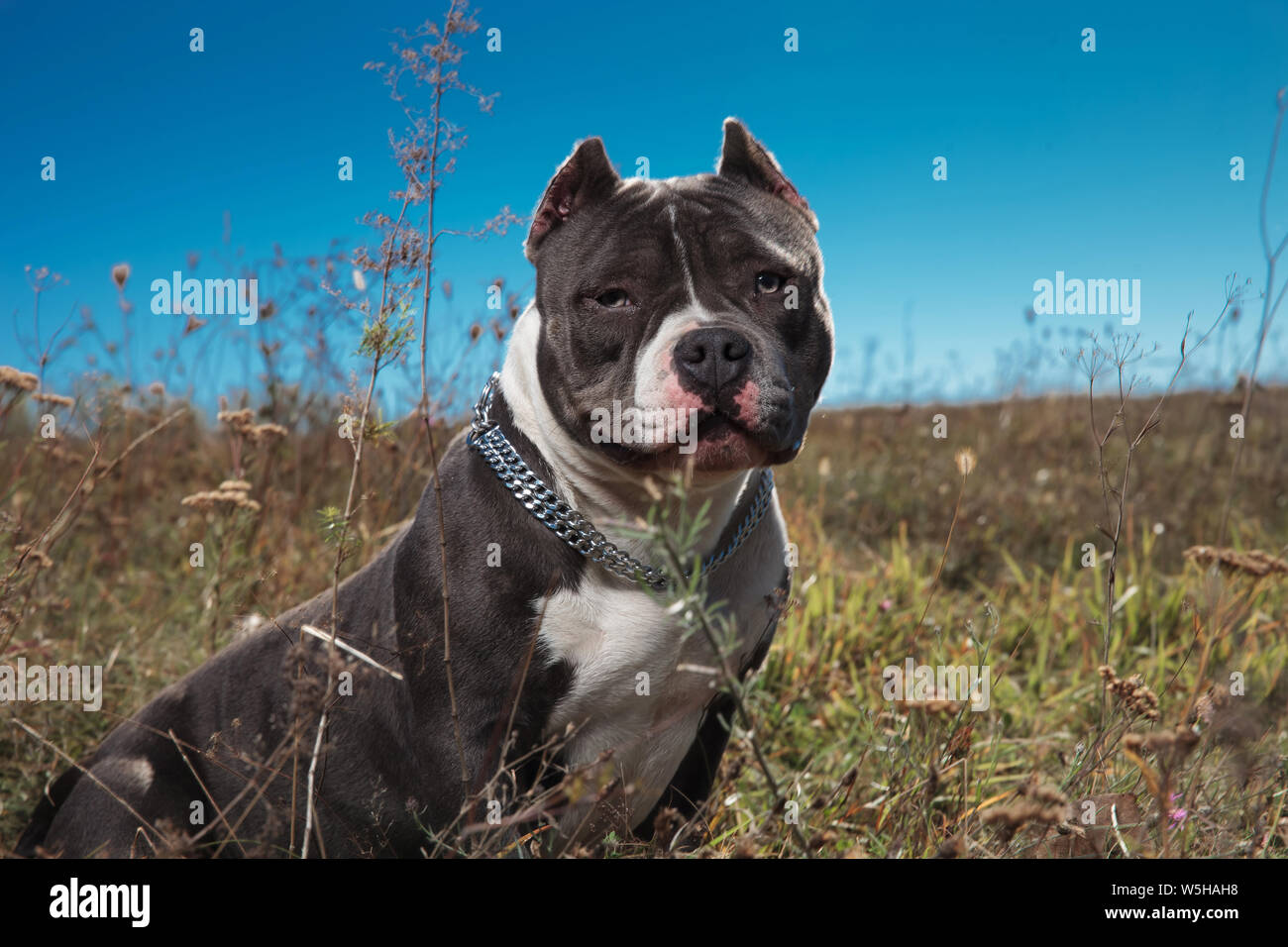 Serious looking American Bully romantically staring forward with its ...