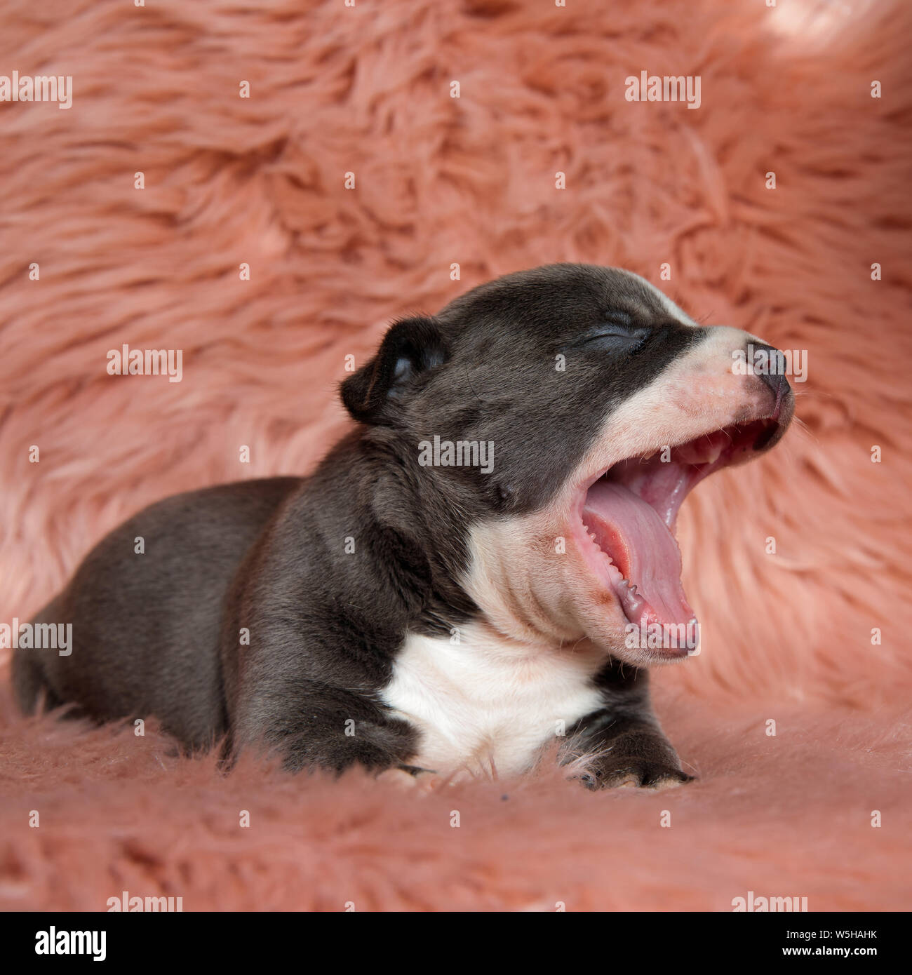 Sleepy Amstaff puppy sitting and yawning with its mouth wide open and ...