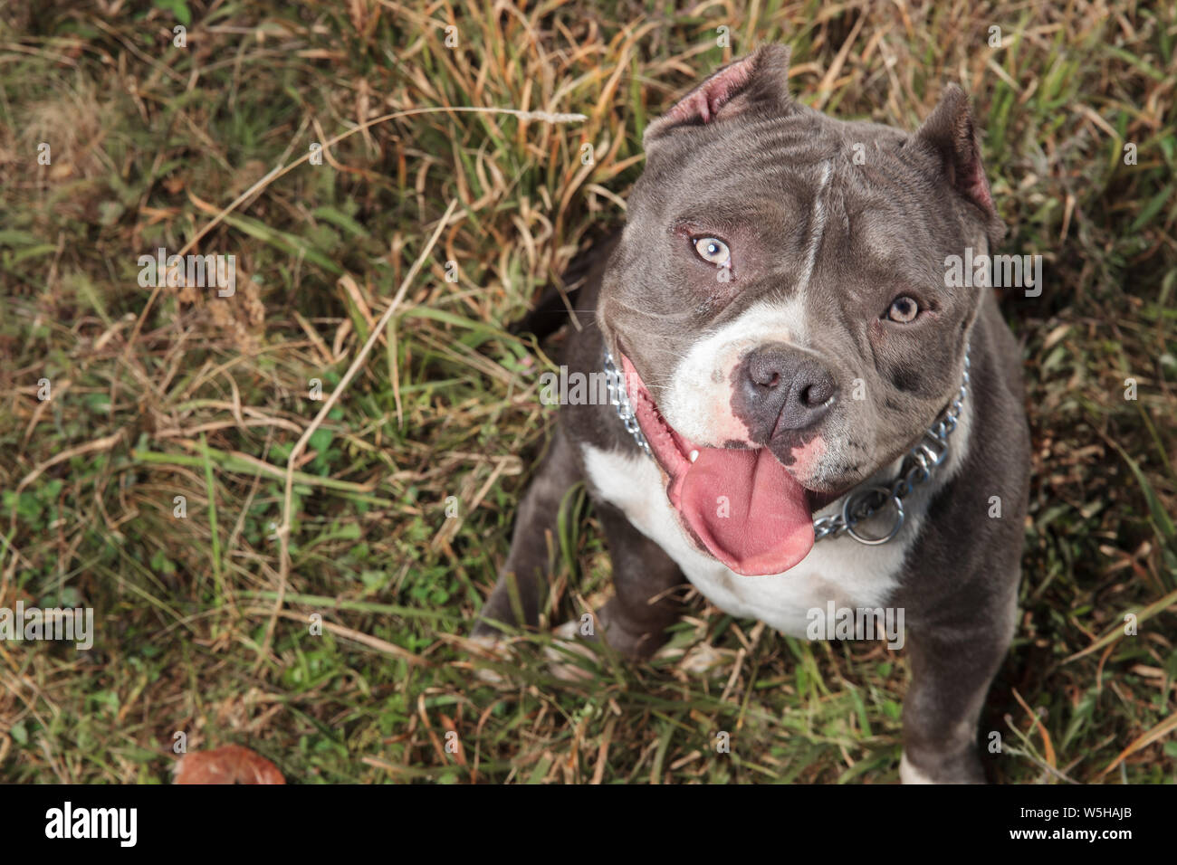 Playful American Bully looking upwards and panting with its tongue ...