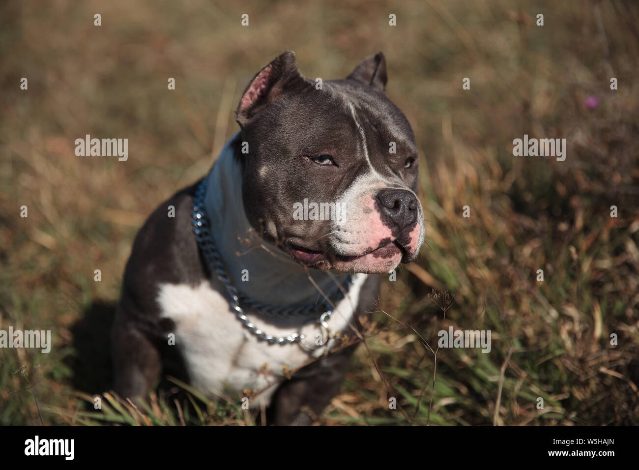 Serious looking American Bully frowning and staring into distance with ...