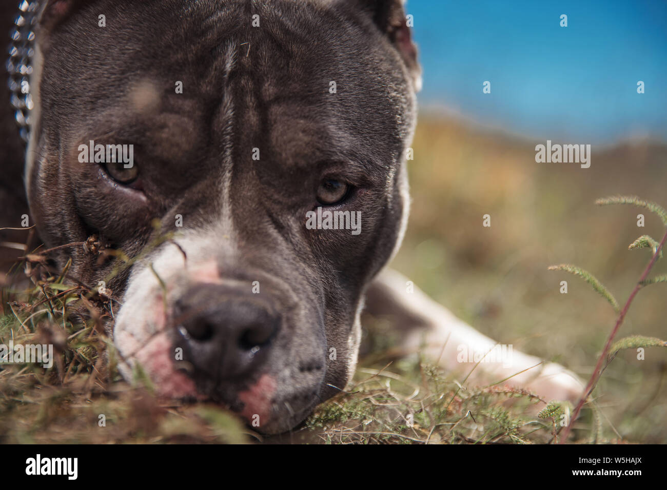 Close up of an American Bully staring forward with its mouth closed ...