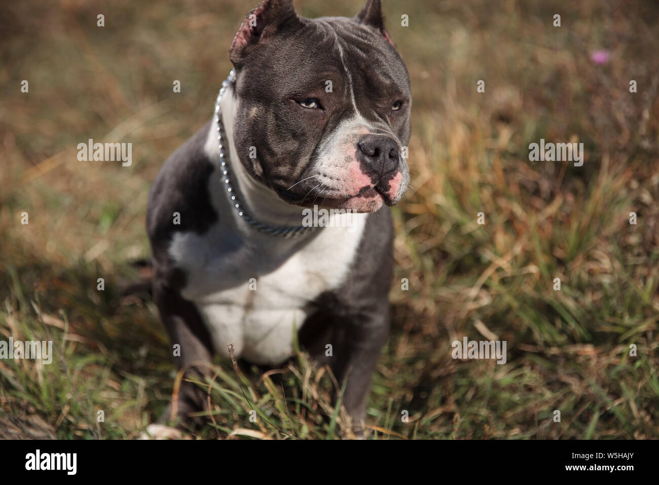 Amstaff angry hi-res stock photography and images - Alamy
