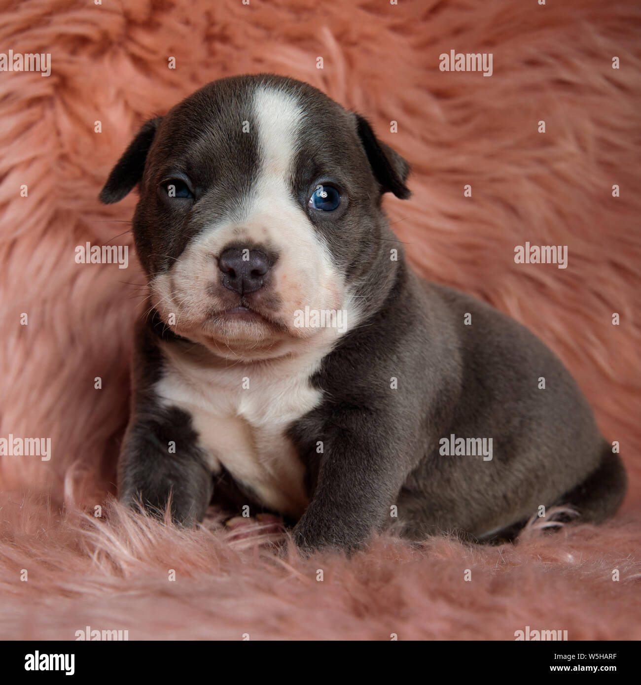 Tired Amstaff puppy sitting with its mouth closed while sleepy looking ...