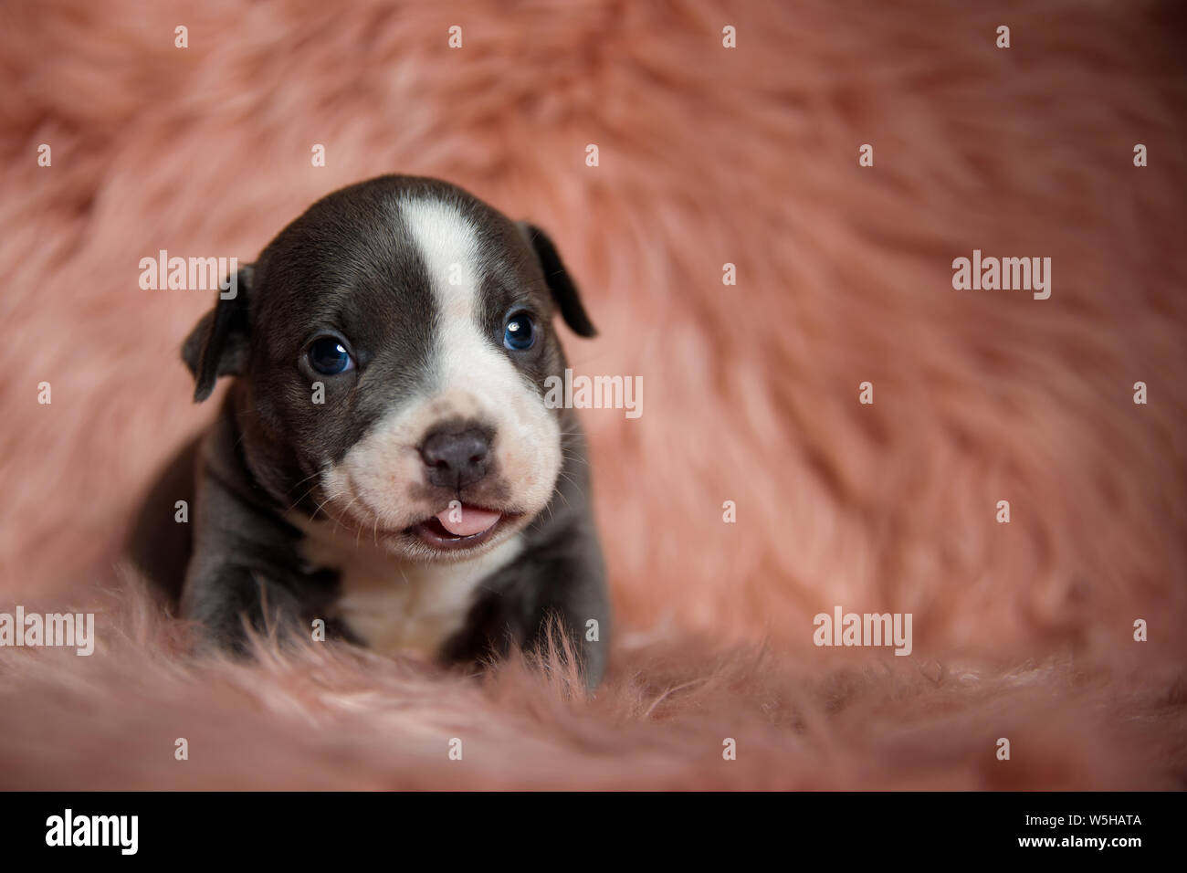 Adorable Amstaff puppy looking towards forward while sitting with its ...